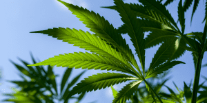 25 Of The Most Interesting Cannabis Facts - Infused Health